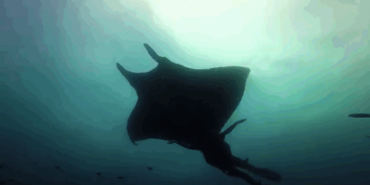 Gargantuan Manta Ray Dwarfs Diver In Stunning Footage - The Dodo