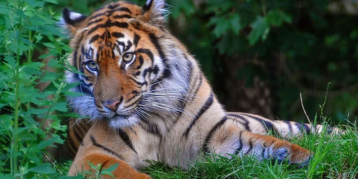 They're Killing Tigers For Money And How To Make It Better - The Dodo