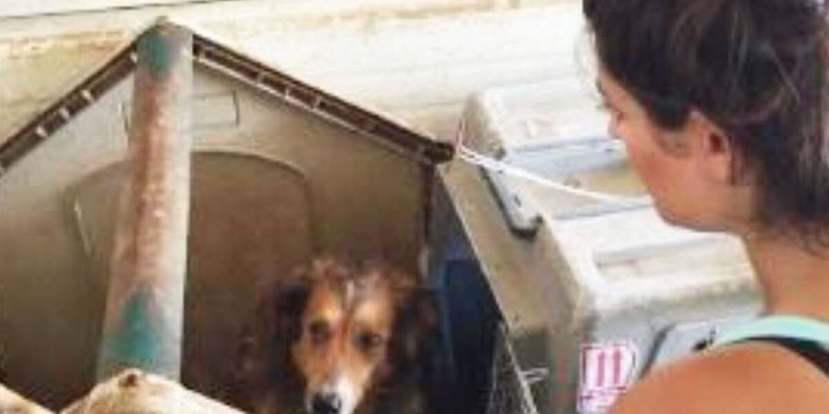 Dog Was So Scared To Show Her Face To Rescuers - The Dodo