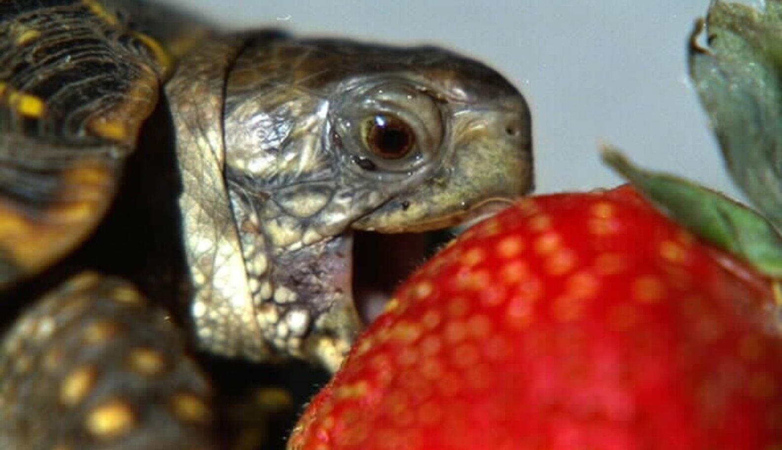 Happy World Turtle Day! Here Are Some Photos Of Turtles Eating ...