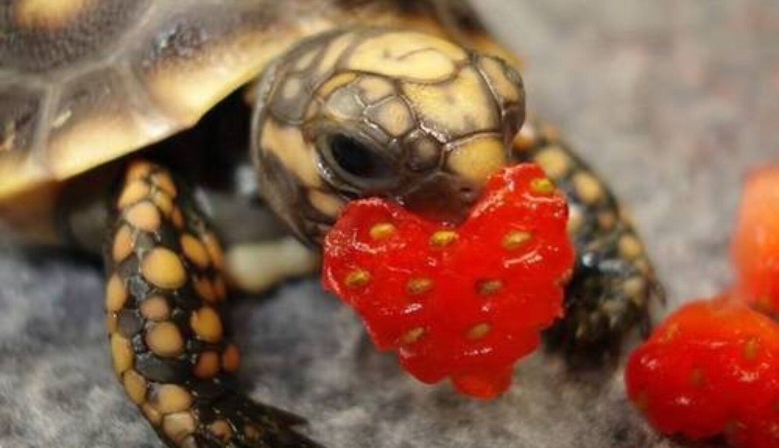 Happy World Turtle Day! Here Are Some Photos Of Turtles Eating ...