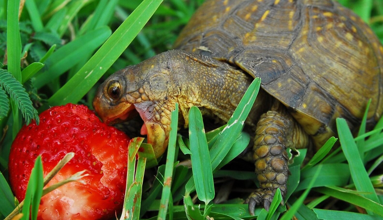 Happy World Turtle Day! Here Are Some Photos Of Turtles Eating ...