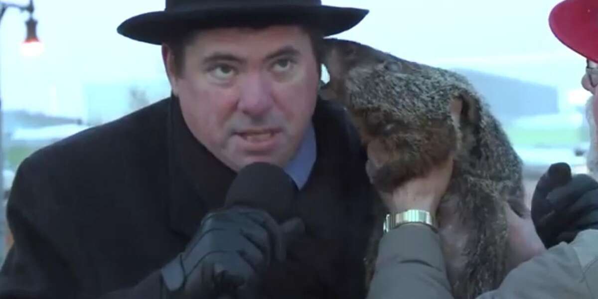 Disgruntled Groundhog Makes Clear What He Thinks Of Silly Ceremony ...