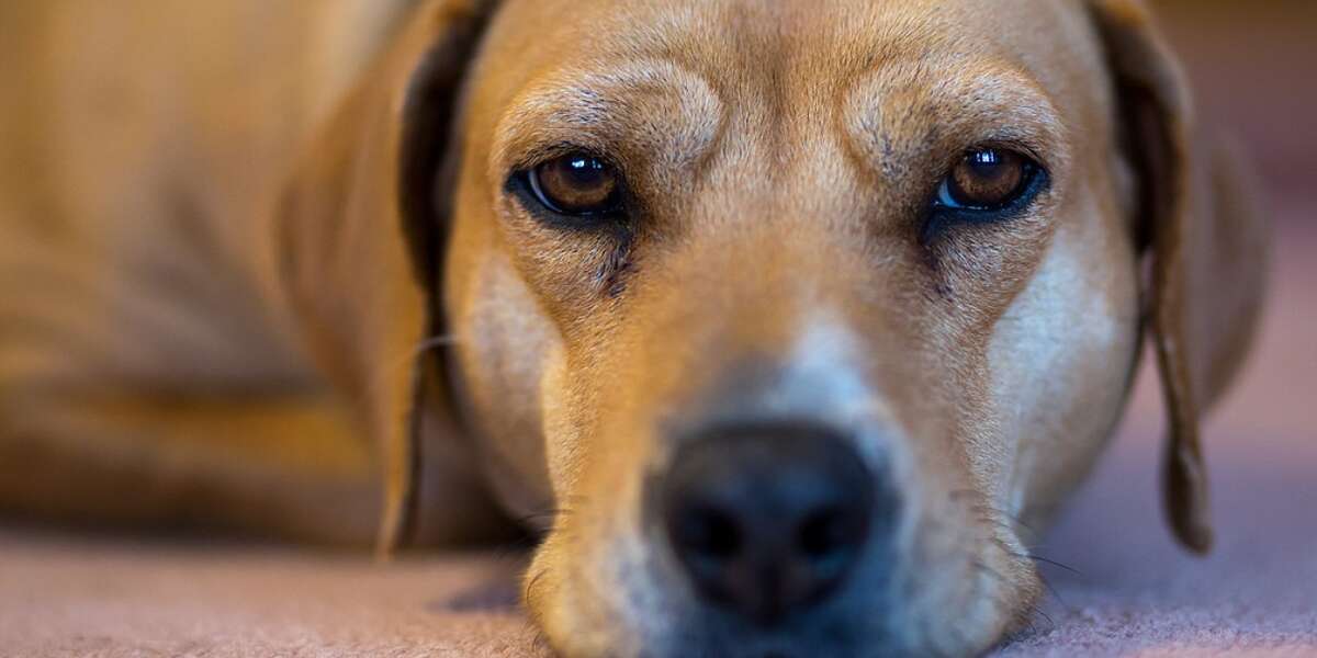 Your Pet Is Not An Ebola Risk Says CDC - The Dodo