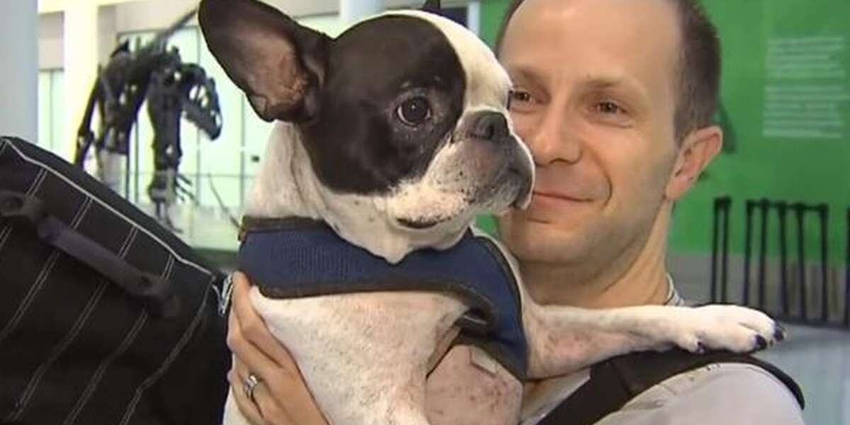 Pilot Diverts International Flight To Save The Life Of A Little Dog ...