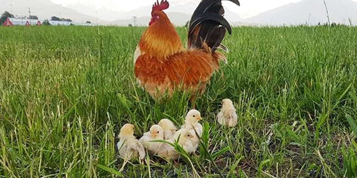 Rooster Acts Just Like A Mom To Orphaned Chicks - The Dodo
