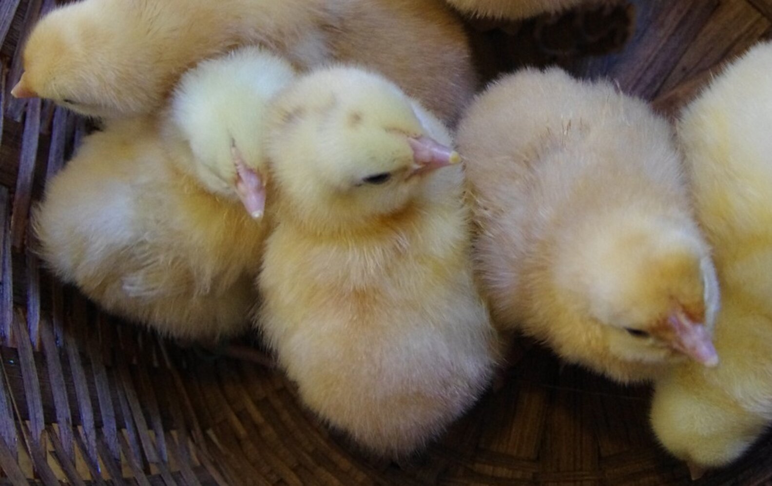 Rooster Acts Just Like A Mom To Orphaned Chicks - The Dodo