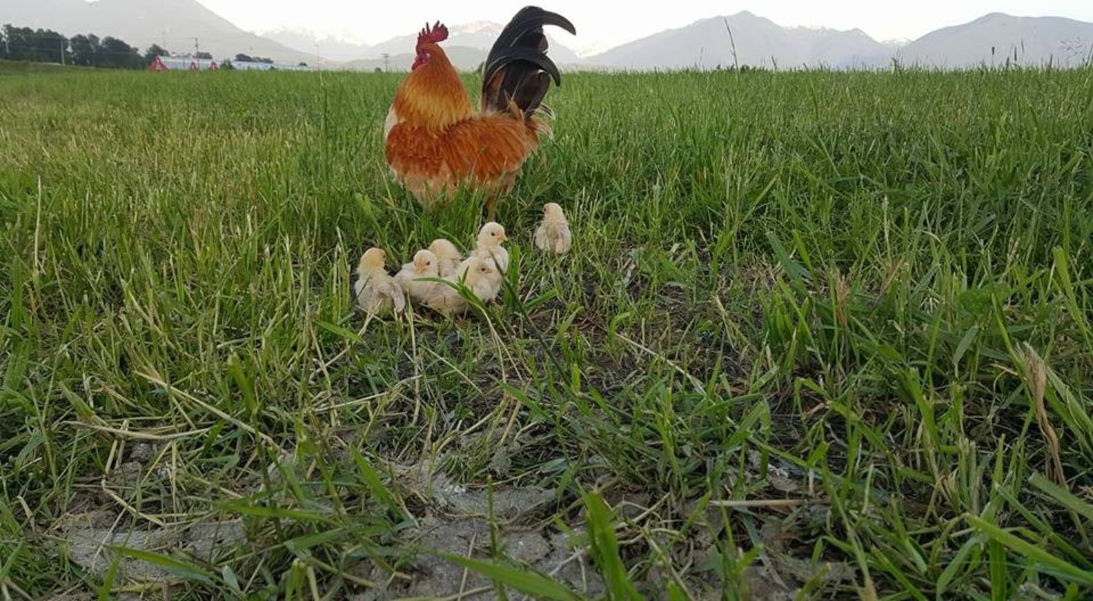 Rooster Acts Just Like A Mom To Orphaned Chicks - The Dodo