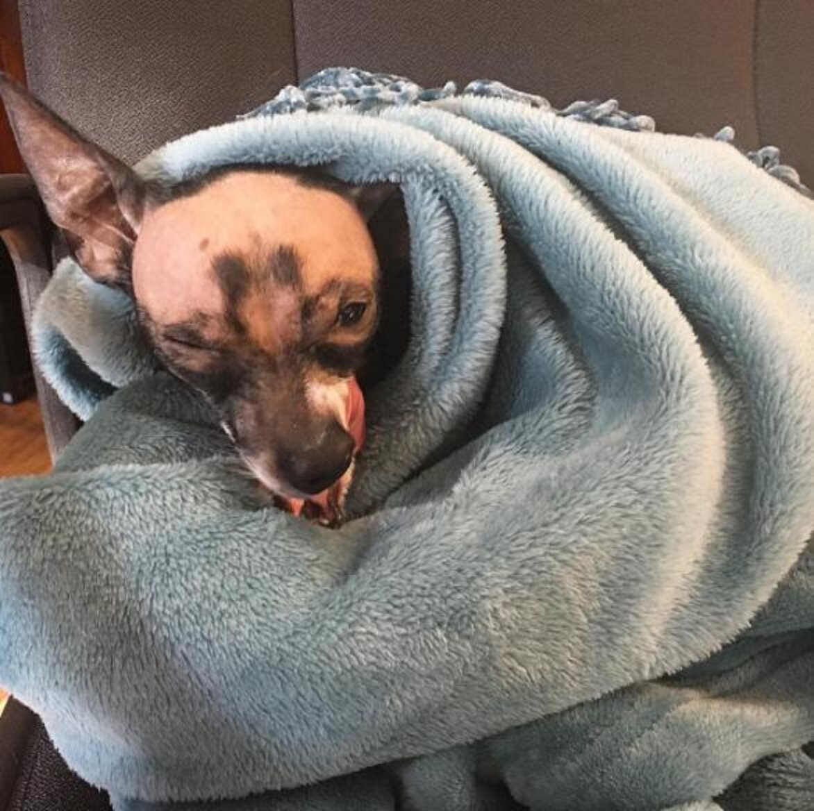 Bald Dog Who Was Scared Of Everything Gets A Brother Who's Just Like ...