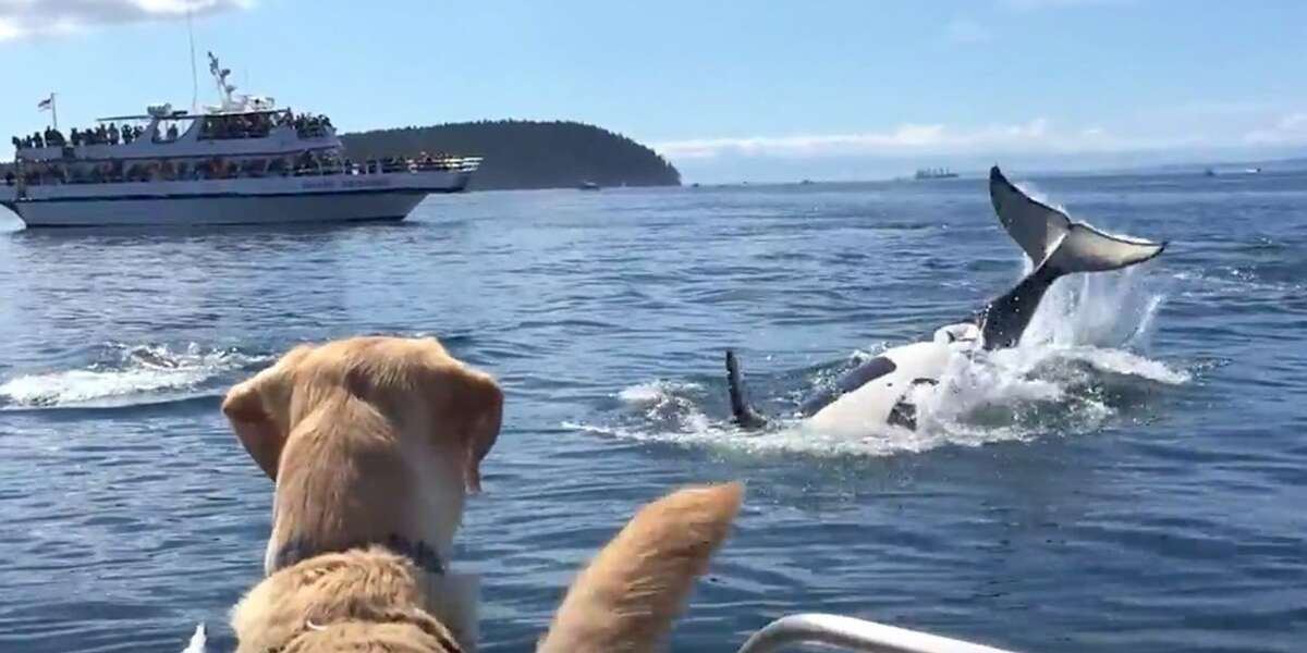 Dog's Thrilling Orca Encounter Caught On Film - The Dodo