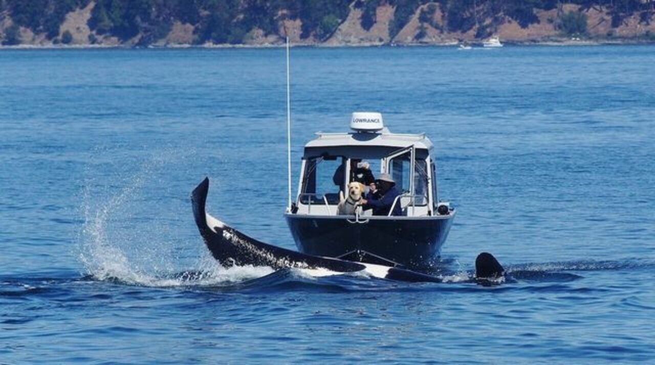 Dog's Thrilling Orca Encounter Caught On Film - The Dodo