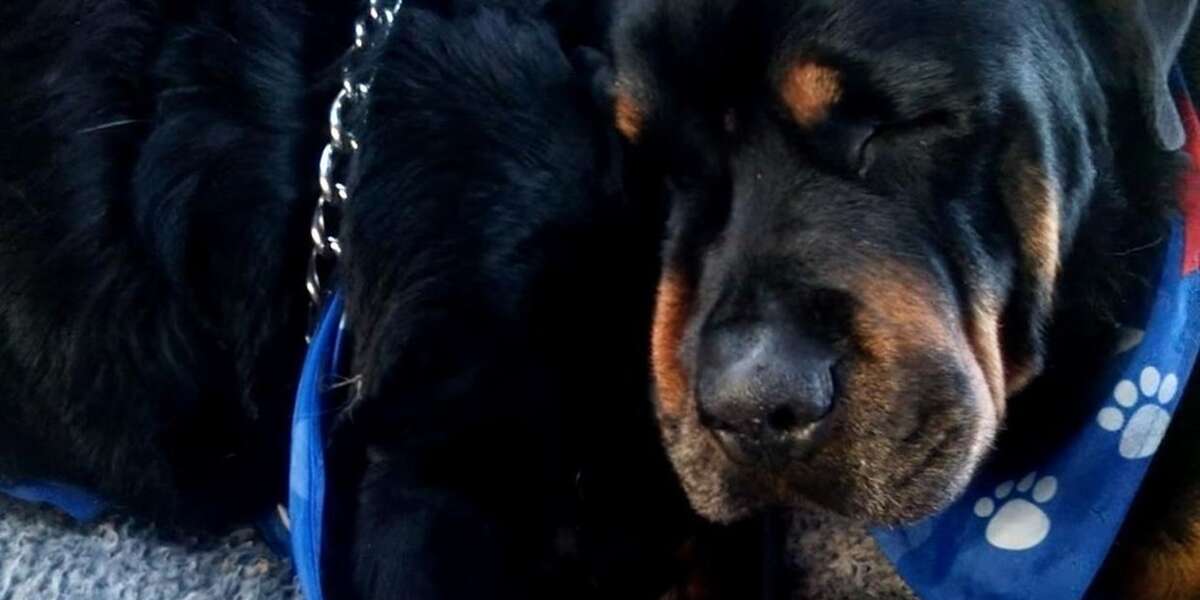 Heartbreaking Video Shows Dog Mourning The Death Of His Brother - The Dodo