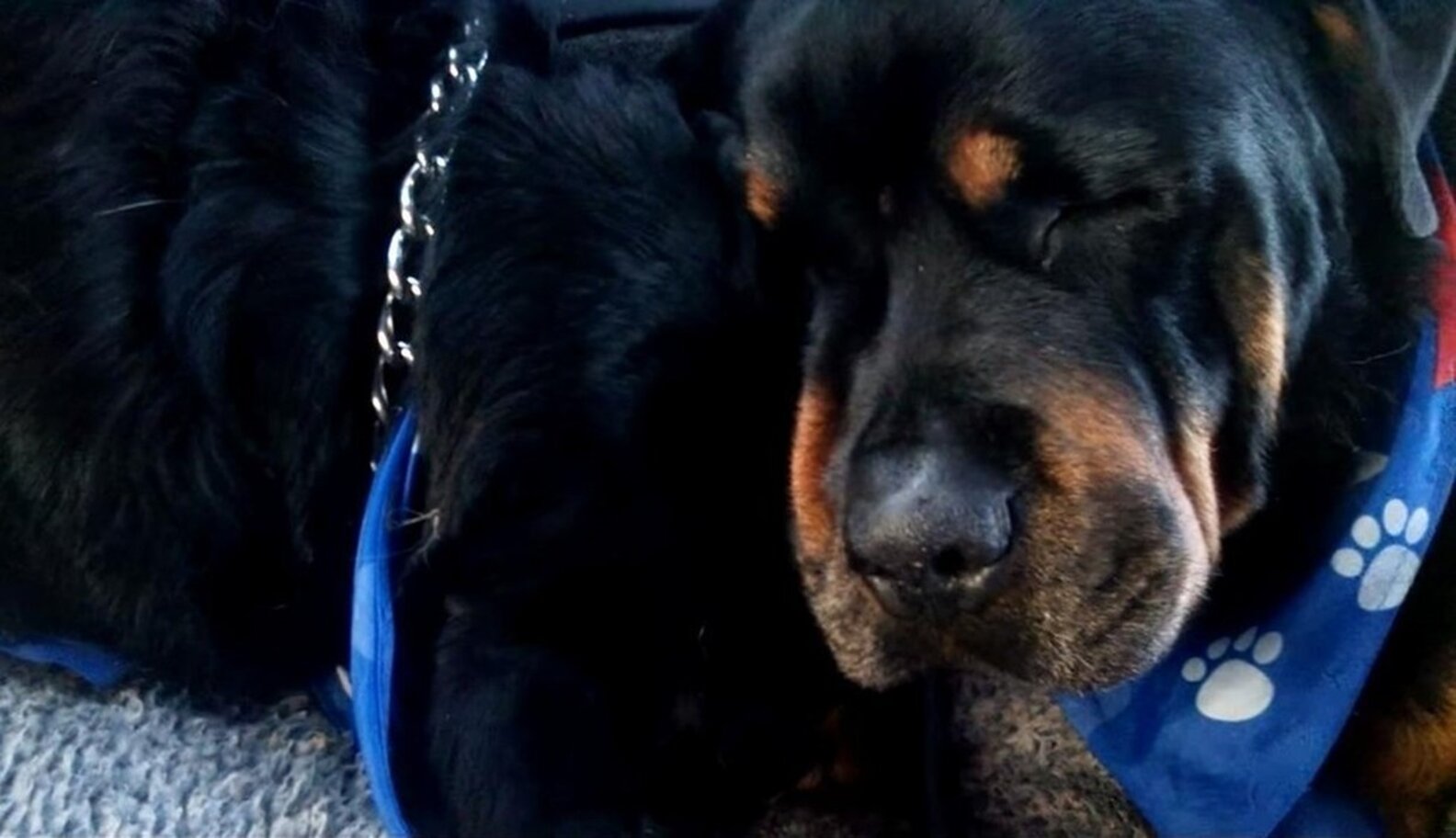 Heartbreaking Video Shows Dog Mourning The Death Of His Brother - The Dodo