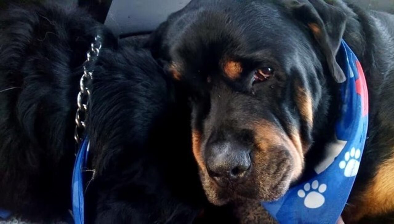 Heartbreaking Video Shows Dog Mourning The Death Of His Brother - The Dodo