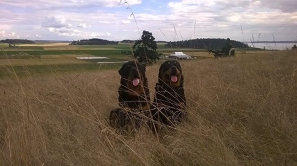 Heartbreaking Video Shows Dog Mourning The Death Of His Brother - The Dodo