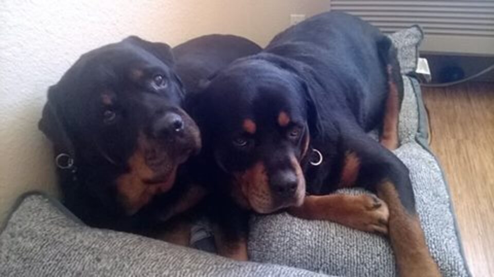 Heartbreaking Video Shows Dog Mourning The Death Of His Brother - The Dodo