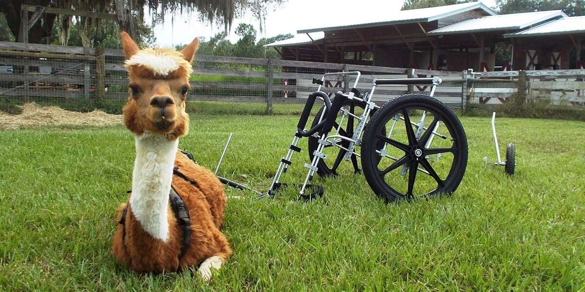Injured Alpaca Couldn't Walk, So People Gave Her Wheels - The Dodo