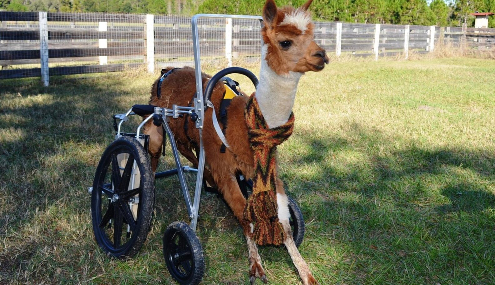 Injured Alpaca Couldn't Walk, So People Gave Her Wheels - The Dodo