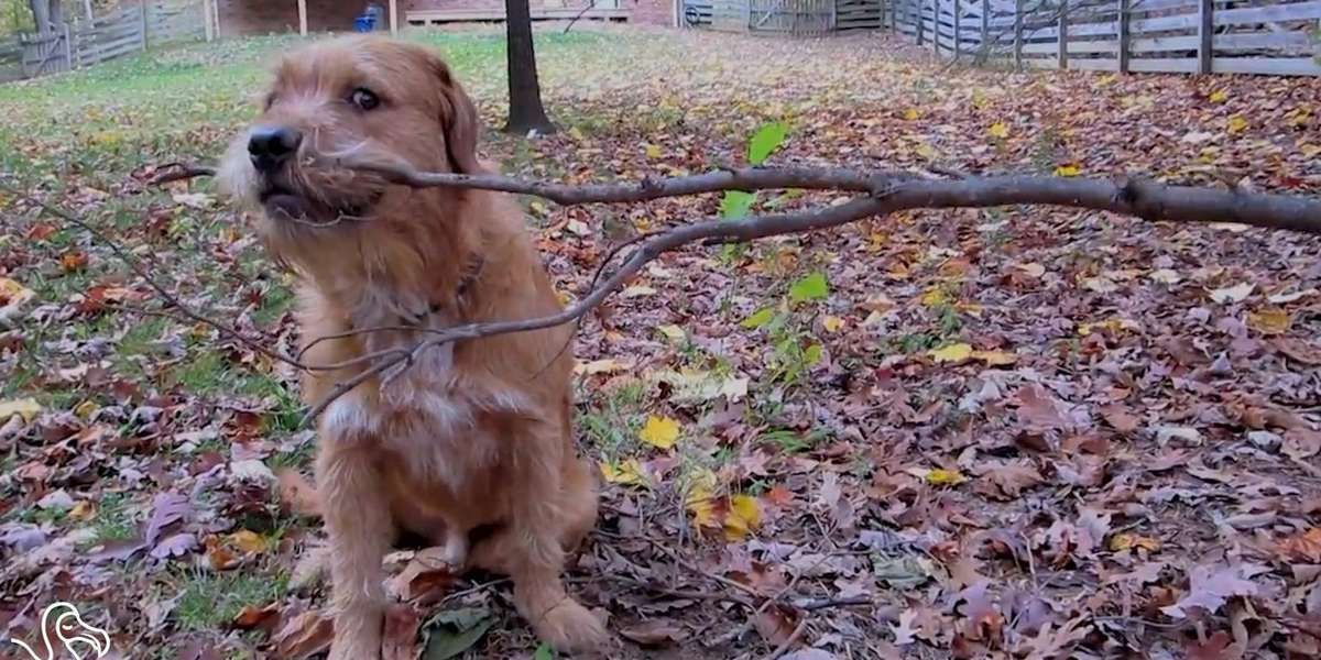 WATCH: Dogs Who've Found The Perfect Stick - The Dodo