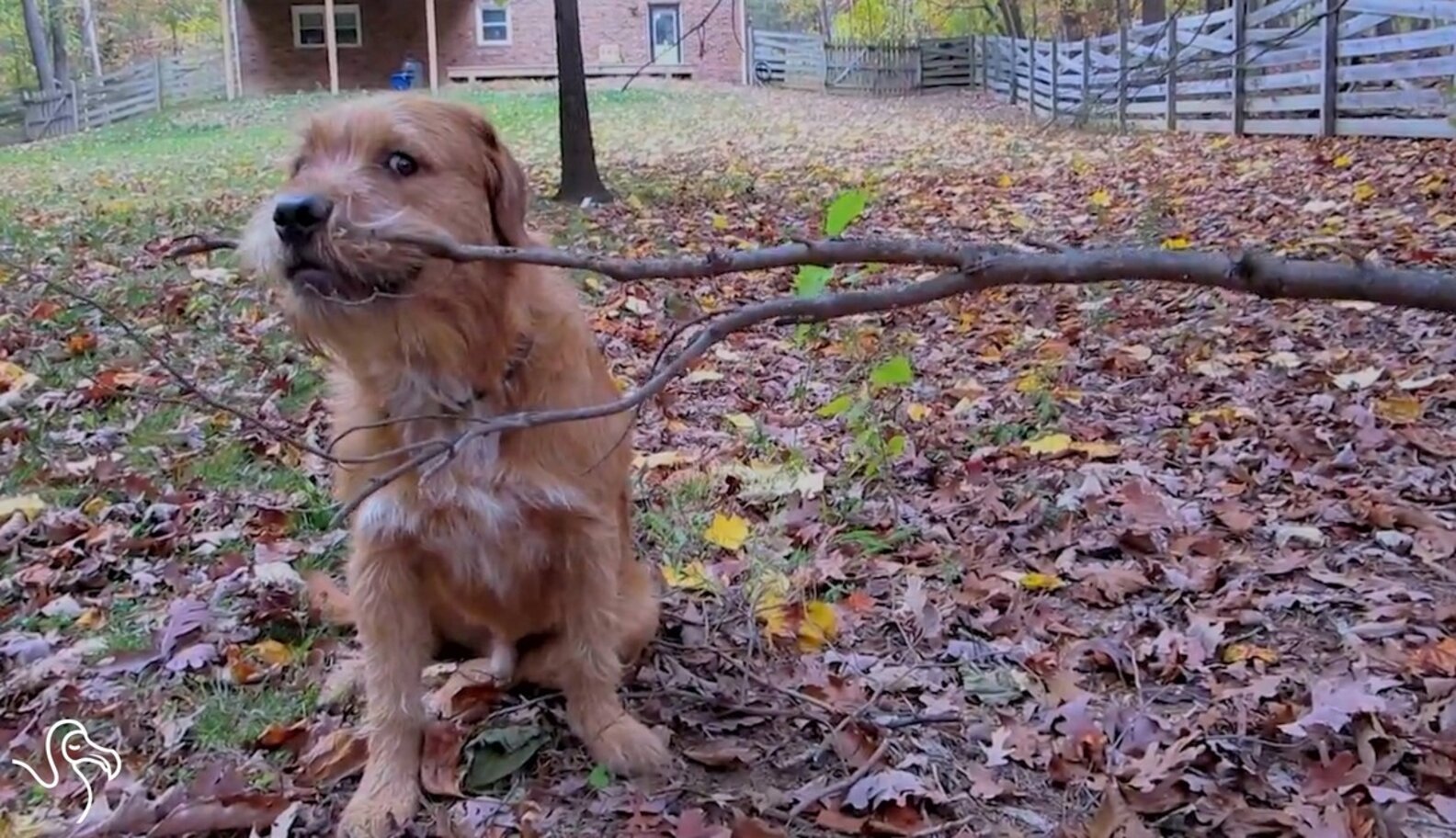 WATCH: Dogs Who've Found The Perfect Stick - The Dodo