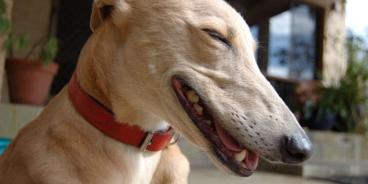 Vet Clinics In Washington State Inundated With Stoned Dogs - The Dodo