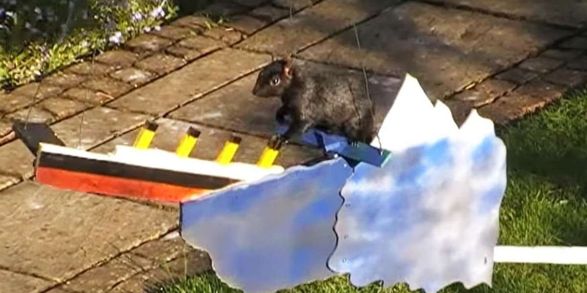 Squirrel Reenacts Famous Movie Scenes In Order To Reach Free Nuts - The ...