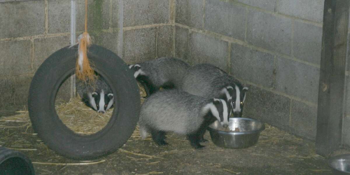 Baby Badgers Have All The Fun At Late Night Pool Party - The Dodo