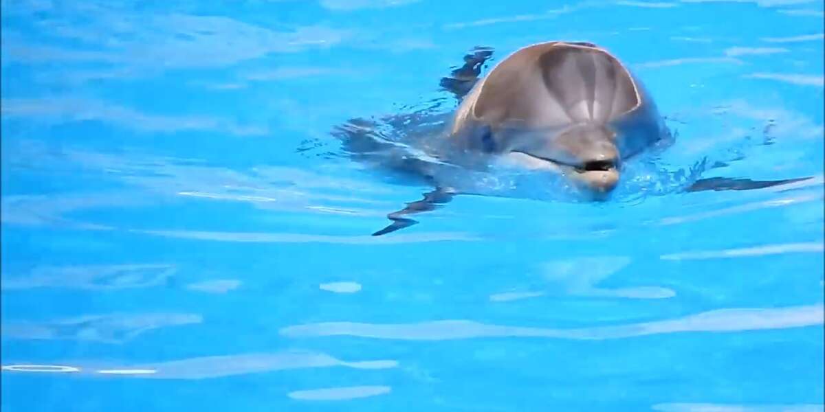 Baby Dolphin Is So Lonely In His Tank - Videos - The Dodo