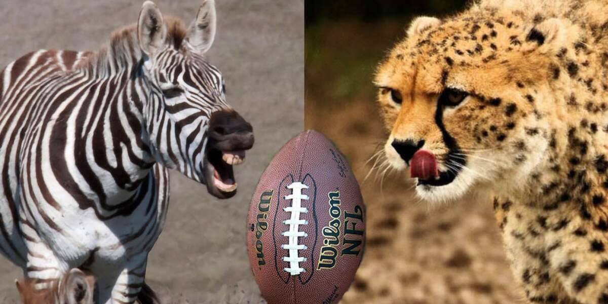 The Ultimate Super Bowl Fantasy Football Team ... With Animals! - The Dodo