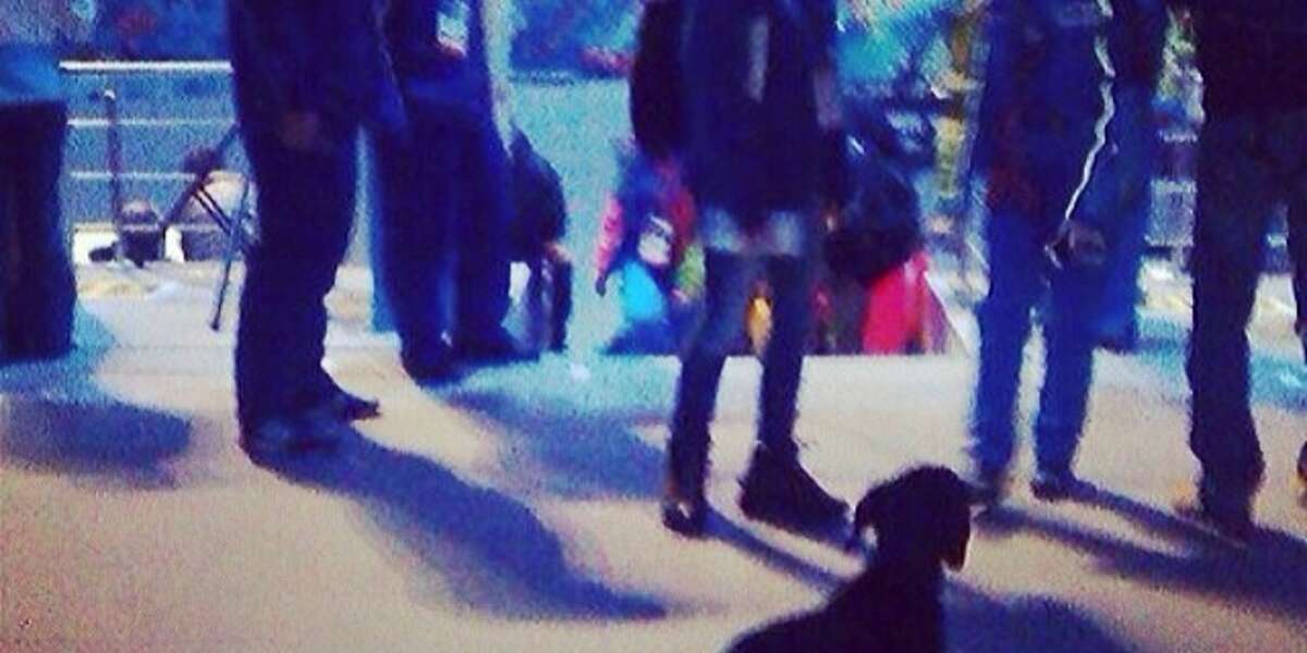 [Untitled] - The Dodo