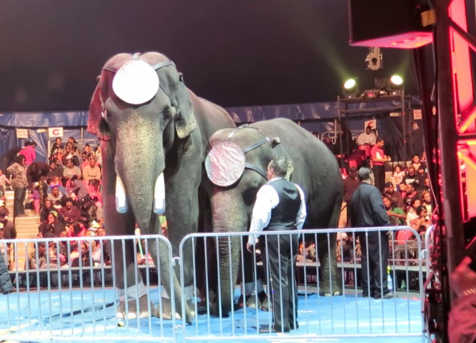 New Footage Shows Miserable Elephants 'Losing Their Minds' In NYC ...