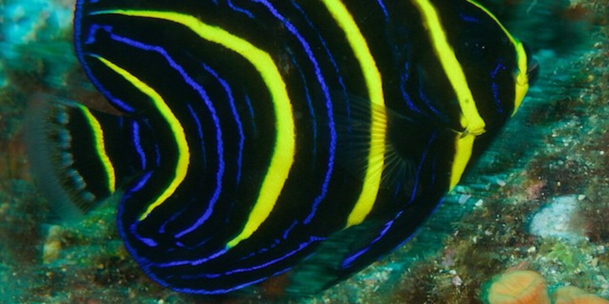 [Untitled] - The Dodo