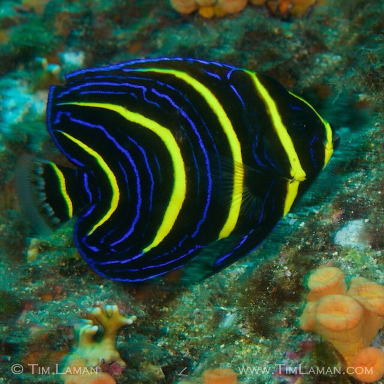 [Untitled] - The Dodo