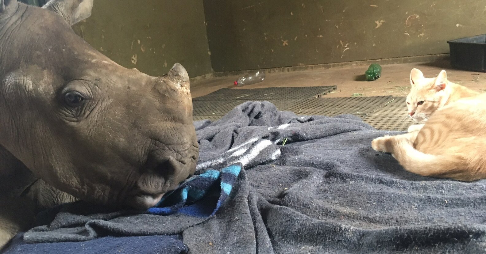 Rescue Cat And Orphaned Rhino Share Bond - The Dodo