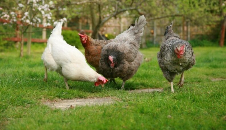 The Cost Of A Happy Chicken - The Dodo