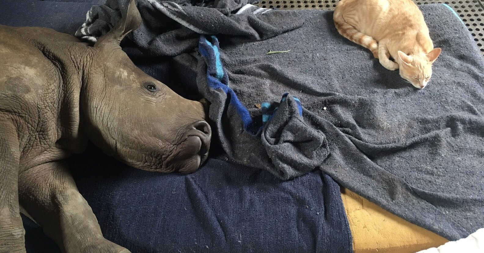 Rescue Cat And Orphaned Rhino Share Bond - The Dodo