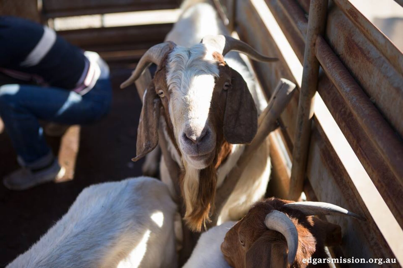Goat Freed From Wooden Collar Surprises Rescuers With Sweetest Delivery ...