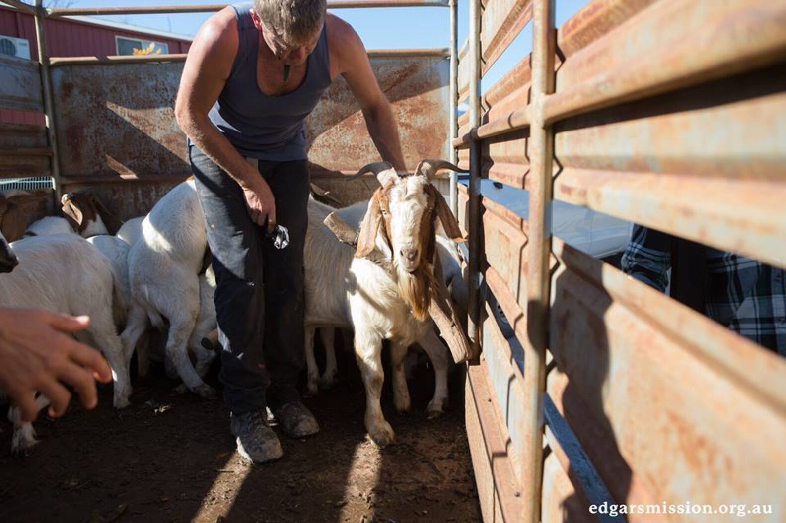 Goat Freed From Wooden Collar Surprises Rescuers With Sweetest Delivery ...