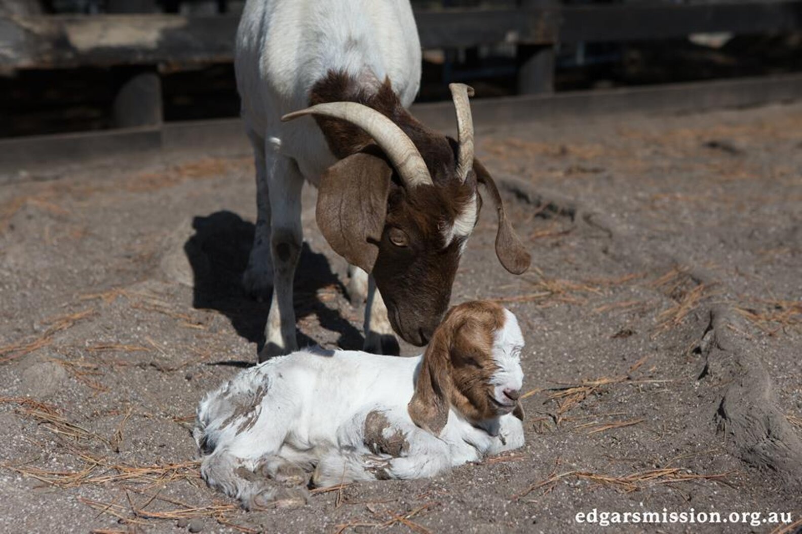 Goat Freed From Wooden Collar Surprises Rescuers With Sweetest Delivery ...