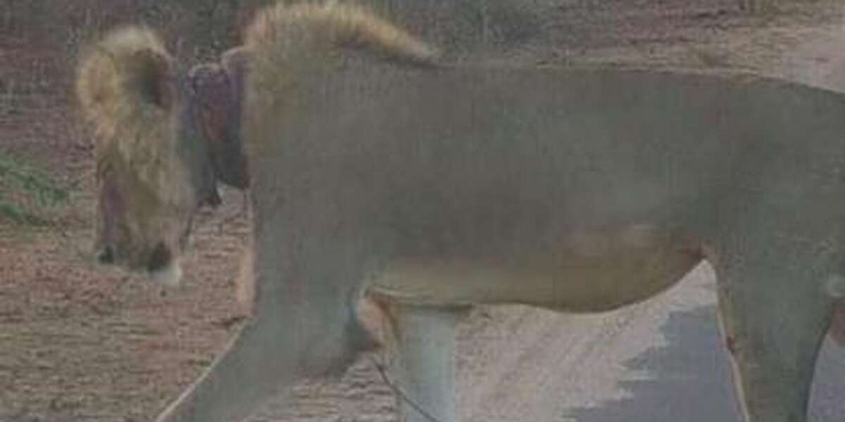 Lion Defies Poachers With His Determination To Survive - The Dodo