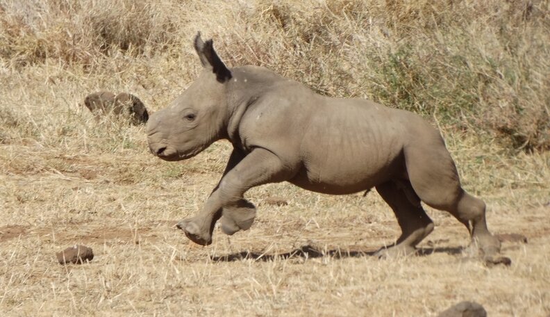 Tiny Rhino Is The 'Miracle Baby' His Mom Was Never Supposed To Have ...