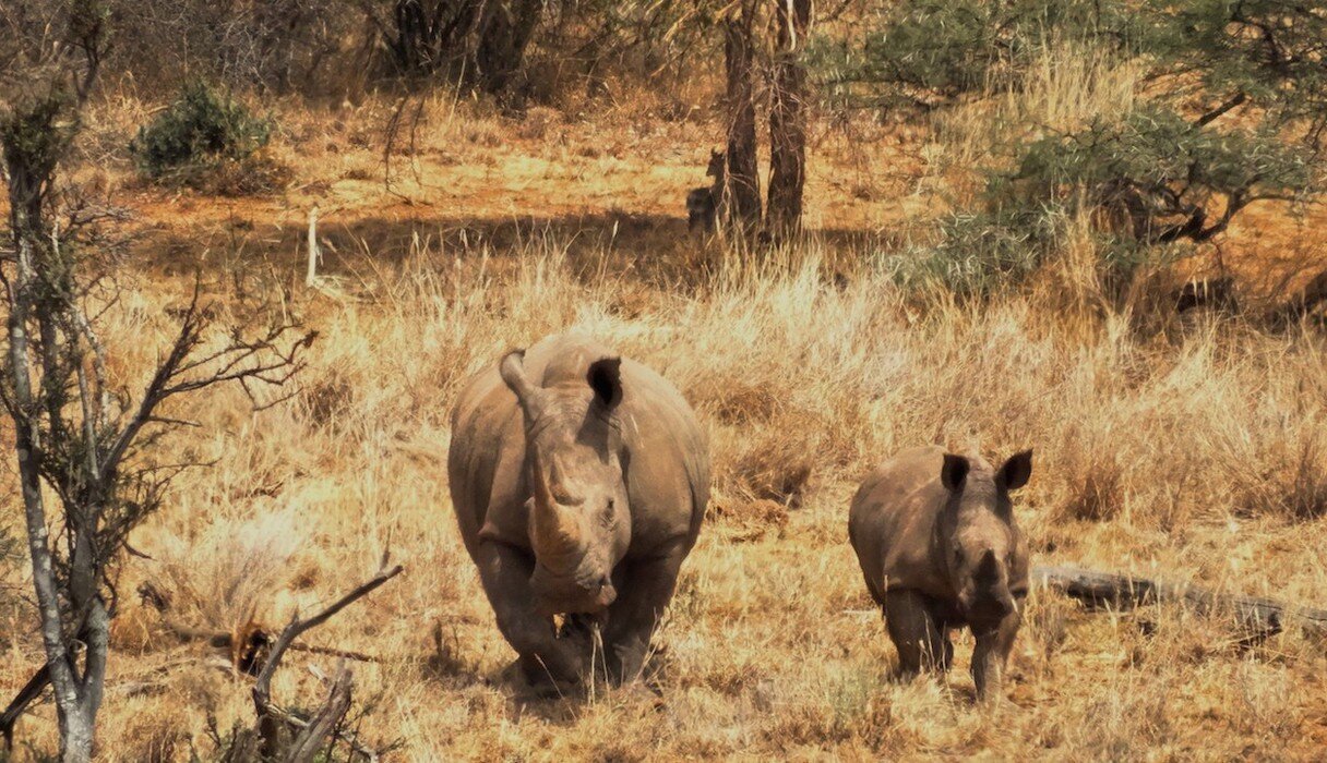 Tiny Rhino Is The 'Miracle Baby' His Mom Was Never Supposed To Have ...