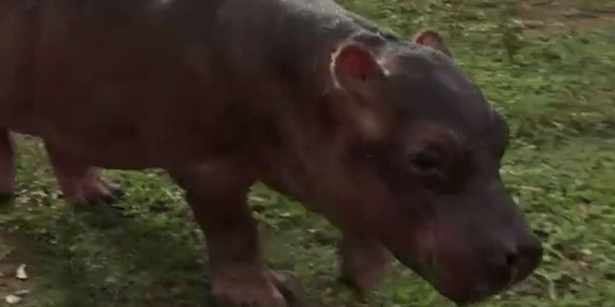 Pablo Escobar's Hippos Are Running Loose All Over Colombia - The Dodo