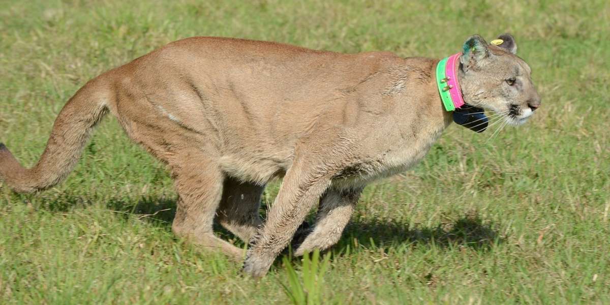 Video: Rescued Florida Panther Released Back Into The Wild - The Dodo