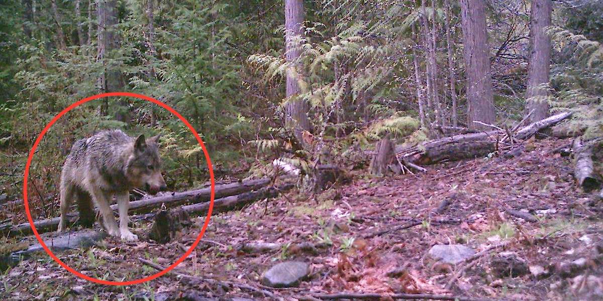 Wolf Kept Alive Year After Year So Government Can Kill His Friends ...