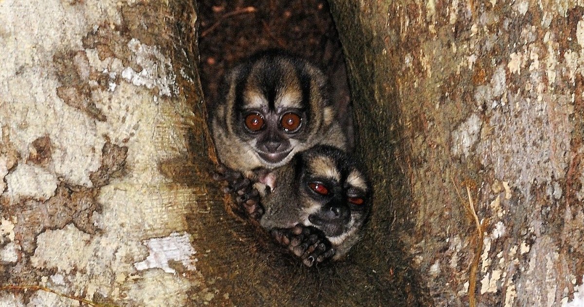 Researchers Find The First Truly Monogamous Monkey - The Dodo