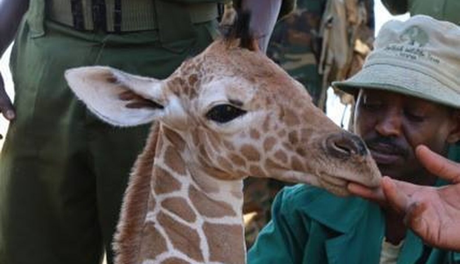 The World Just Found Out There Are Actually FOUR Species Of Giraffes - The Dodo