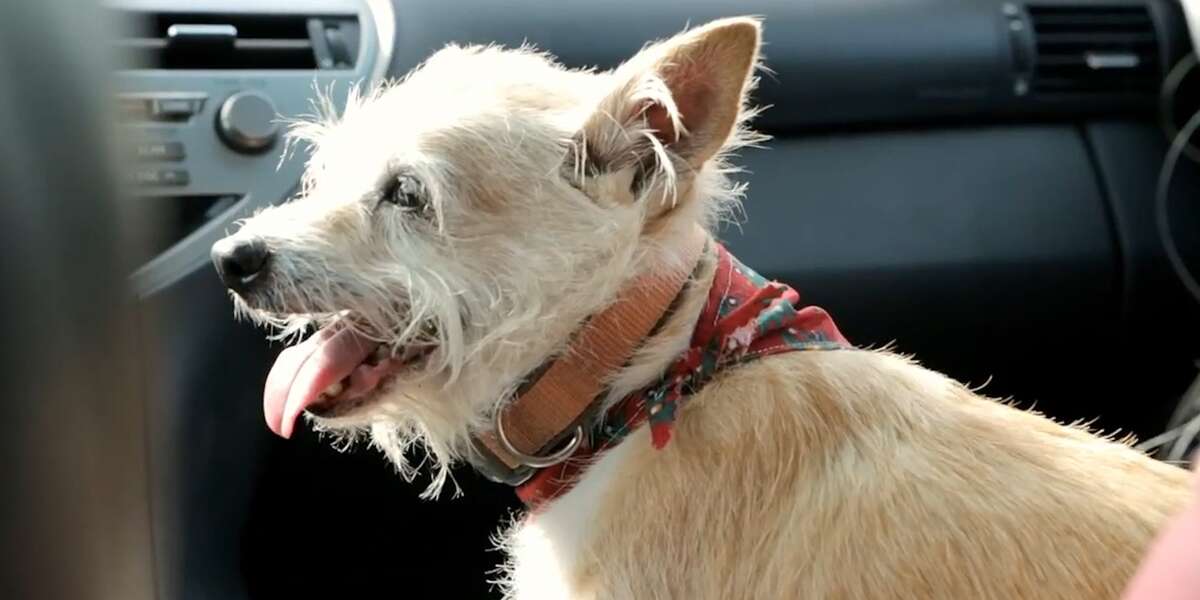 Sick Dog Gets A Perfect Day Out Of The Shelter - Videos - The Dodo
