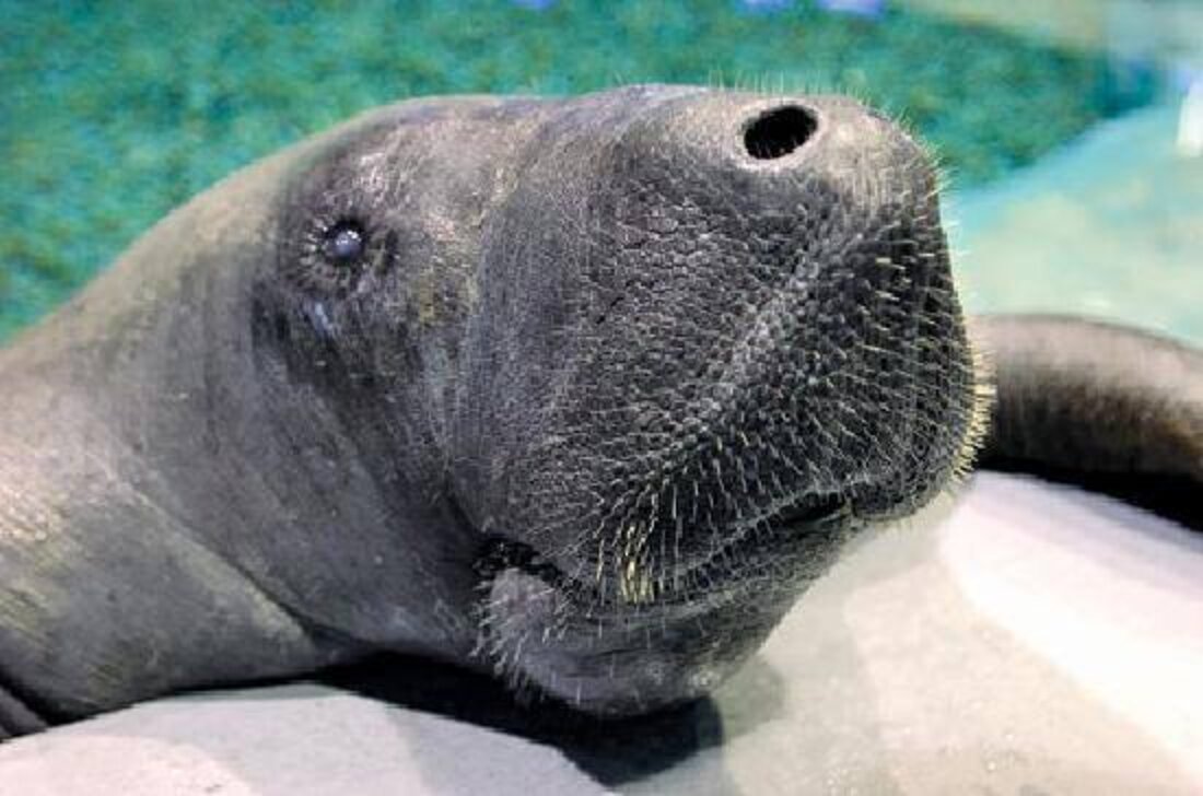 Manatee Has Spent 67 Years In A Tank — And Never Seen The Ocean - The Dodo