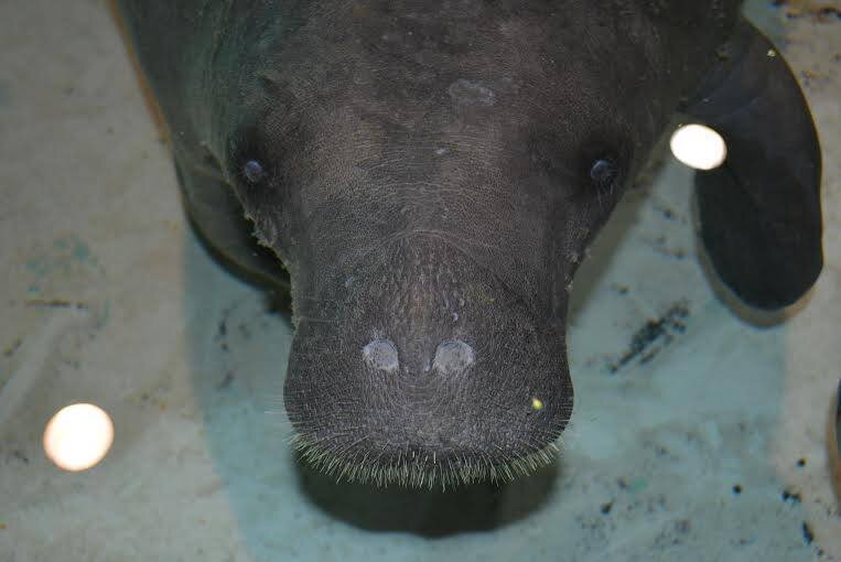 Manatee Has Spent 67 Years In A Tank — And Never Seen The Ocean - The Dodo